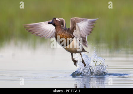 Male Garganey taking off from the water Stock Photo - Alamy