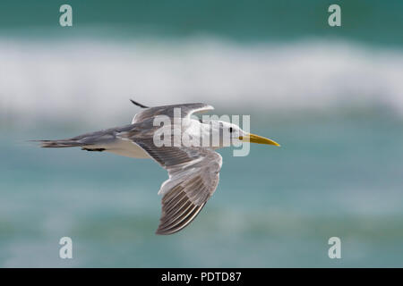 Flying Swift Tern with open wings against blue sky seeing side-view ...