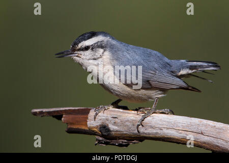 Corsican Nuthatch; Sitta whiteheadi Stock Photo - Alamy