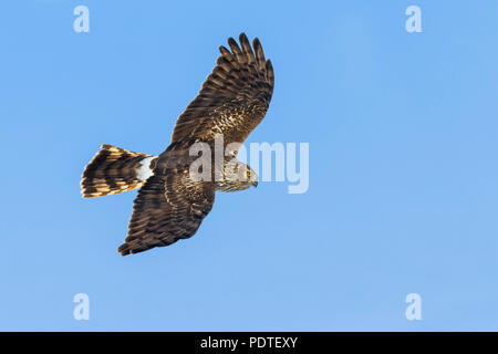 Hen Harrier, Northern Harrier (Circus cyaneus), male perched on dead ...