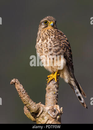Neglected Kestrel; Falco tinnunculus neglectus Stock Photo - Alamy
