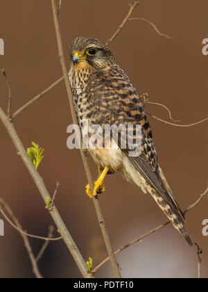 Neglected Kestrel; Falco tinnunculus neglectus Stock Photo - Alamy
