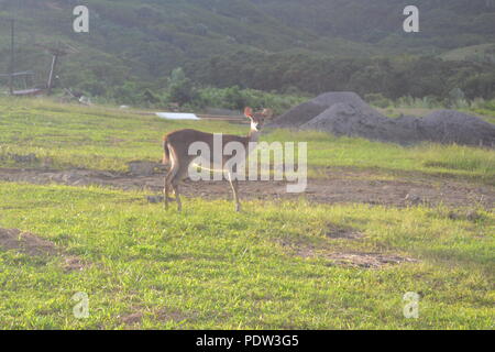 Baby deer on green grass in dark autumn deep forest Stock Photo - Alamy