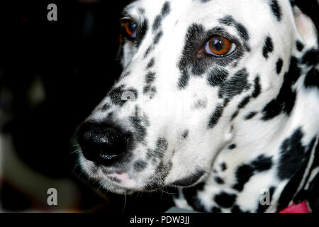 Dalmatian dog fur hair closeup, texture and pattern, showing black spots over white fur Stock ...