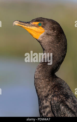 Double crested Cormorant - facial portrait of bird preening Stock Photo ...