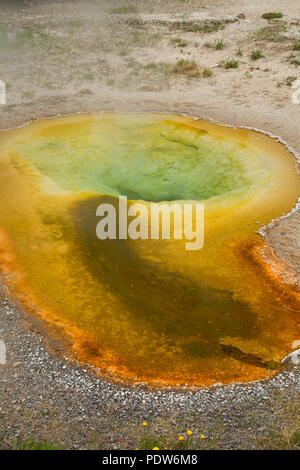Belgian Geyser, Yellowstone National Park, Wyoming, USA Stock Photo - Alamy