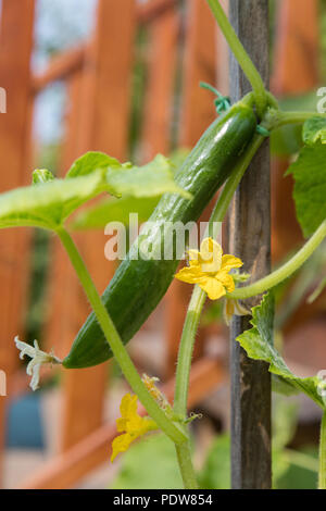 Cucumber Planting, Green Cucumber Growing Farm, Close up Stock Photo ...
