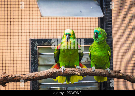 couple of red parrots sitting on perch Stock Photo - Alamy