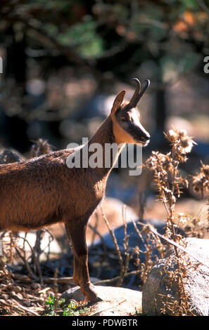 Isard (Pyrenean Chamois) Rupicapra rupicapra pyrenaica Female suckling ...