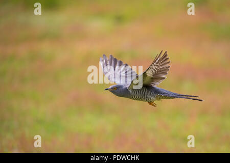 Male cuckoo in flight Stock Photo - Alamy