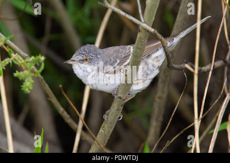 Barred Warbler in breeding habitat Stock Photo - Alamy