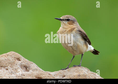 Northern Wheatear in breeding habitat Stock Photo - Alamy
