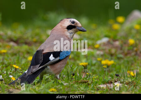 Adult eastern subspecies of Jay on the ground Stock Photo - Alamy