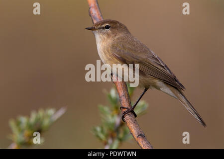 Caucasian Chiffchaff (formerly considered a subspecies of Mountain ...