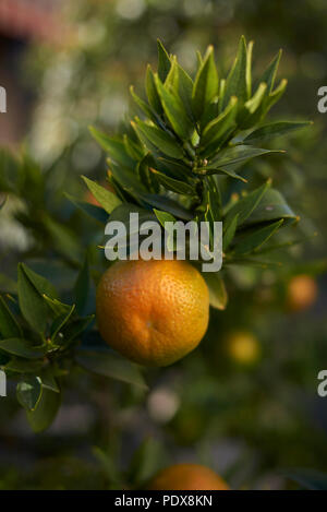 Myrtle-leaved Orange Tree, Citrus myrtifolia, Rutaceae. Mediterranean ...