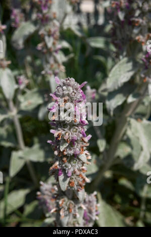 Flowers of plant Herb Lambs ear. Stachys Byzantine or stahis woolly ...