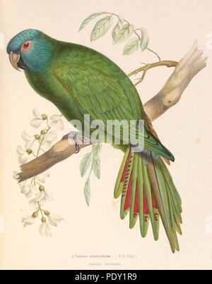 Aratinga acuticaudata 1849 Stock Photo - Alamy