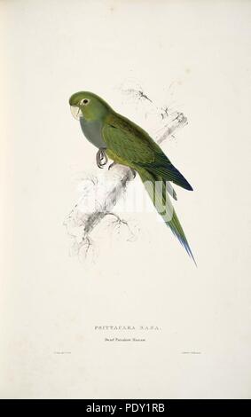 Aratinga nana -Psittacara nana Dwarf Parrakeet Maccaw -by Edward Lear ...