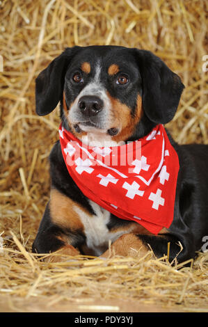 lying Entlebucher Mountain Dog Stock Photo - Alamy