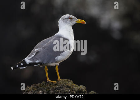 Atlantic gull Larus michahellis atlantis in flight. El Fraile. Arona ...