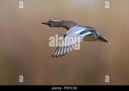Flying male Garganey; Anas querquedula Stock Photo - Alamy