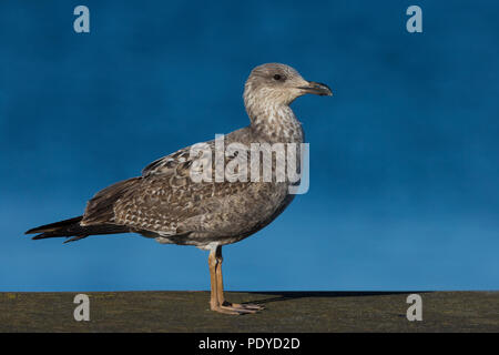 Juvenile Azores Yellow-legged Gull; Larus michahellis atlantis Stock ...