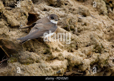 Oeverzwaluw voor nestgatSand Martin sitting in front of the hole of its ...