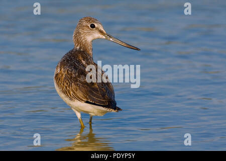 Groenpootruiter; Greenshank; Tringa nebularia Stock Photo - Alamy