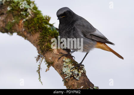 Banded male Black Redstart on branch Stock Photo - Alamy