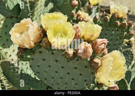 Blooming Nopal cactus. (Opuntia ficus-indica, Opuntia matudae). Nopal ...