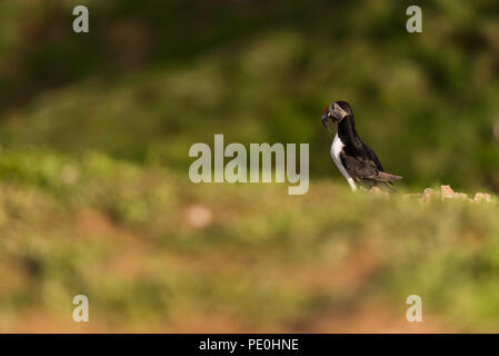A puffin with fish in its mouth Stock Photo - Alamy