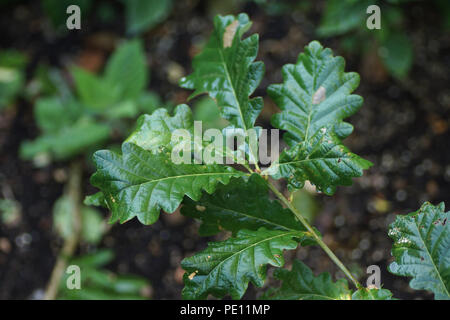 Quercus macranthera (Caucasian oak, Persian oak), stem with leaves ...