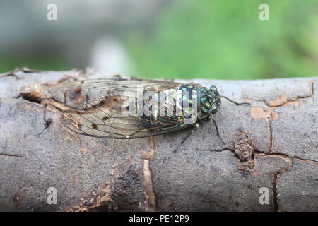 Minmin Robust Cicada (Hyalessa maculaticollis) in Japan Stock Photo - Alamy