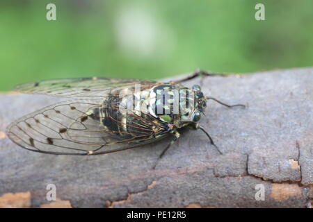 Minmin Robust Cicada (Hyalessa maculaticollis) in Japan Stock Photo - Alamy