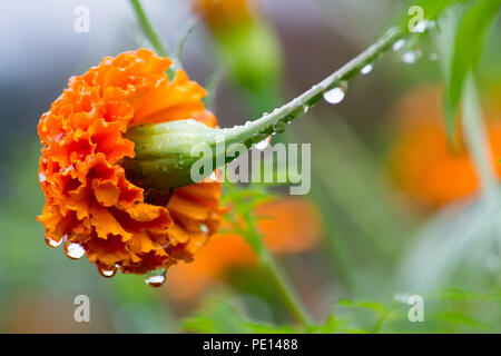 Flower chrysanthemum with rain drops Stock Photo - Alamy