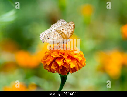 Butterflies in a orange sevanthi flower / Chrysanthemum / Garden mum ...