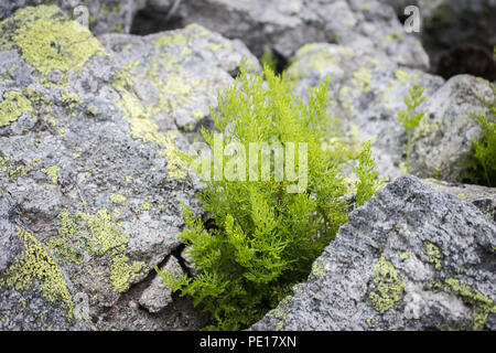 Parsley fern / Cryptogramma crispa between rocks on the Piribeg summit ...