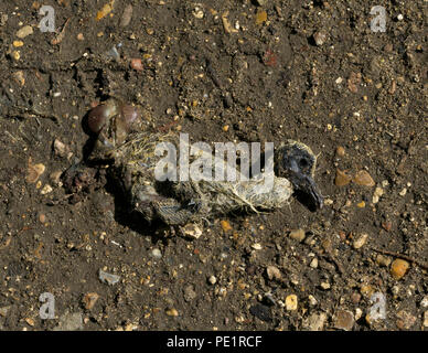 the dead chick fallen from the nest lies on the ground Stock Photo ...