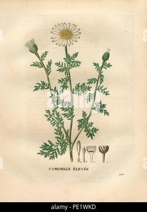 Anthemis altissima L Stock Photo - Alamy