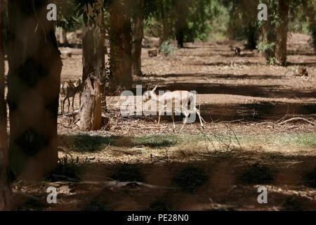 Baghdad, Iraq. 11th Aug, 2018. Photo taken on Aug. 11, 2018 shows ...