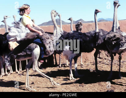 Ostrich riding in an ostrich farm, Oudtshoorn, South Africa Stock Photo ...