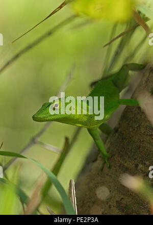 Jamaican Giant Anole Stock Photo - Alamy