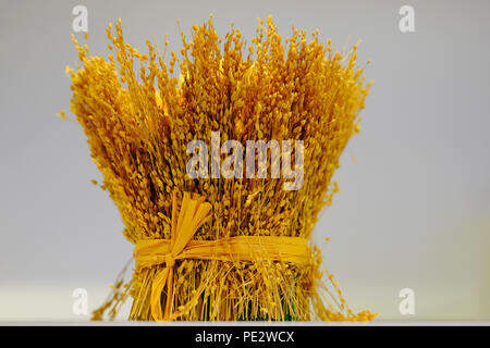 Bunch of flax Golden color. Kitchen decor on a light background Stock ...