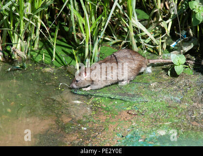 Brown Rat, (Rattus norvegicus), Brent Reservoir, also known as Welsh ...