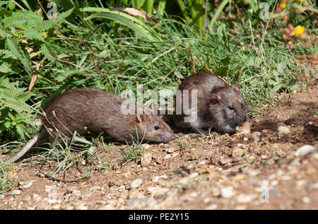 Two Brown rats, Rattus norvegicus, one drinking, reflected in a pool ...