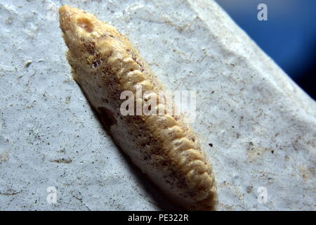 Praying mantis egg pod Stock Photo - Alamy