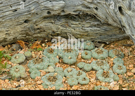 Peyote Cactus Lophophora Williamsii Rio Grande Valley of Texas Stock ...