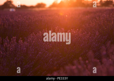 levender field purple aromatic flowers near valensole in provence ...