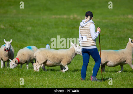 A female shepherdess walking with her shepherds crook duing the ...