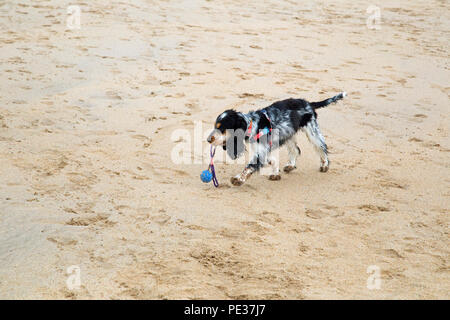 A beautiful multi coloured cocker spaniel puppy plays on a golden sandy ...